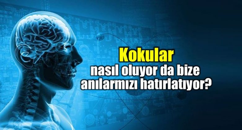 Kokular nasıl oluyor da anıları hatırlatıyor? - İndigo Dergisi