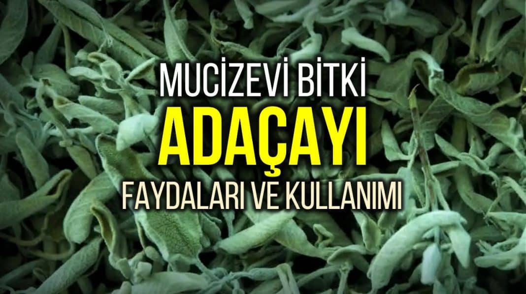Adaçayı faydaları neler? Nasıl ve ne için kullanılır?