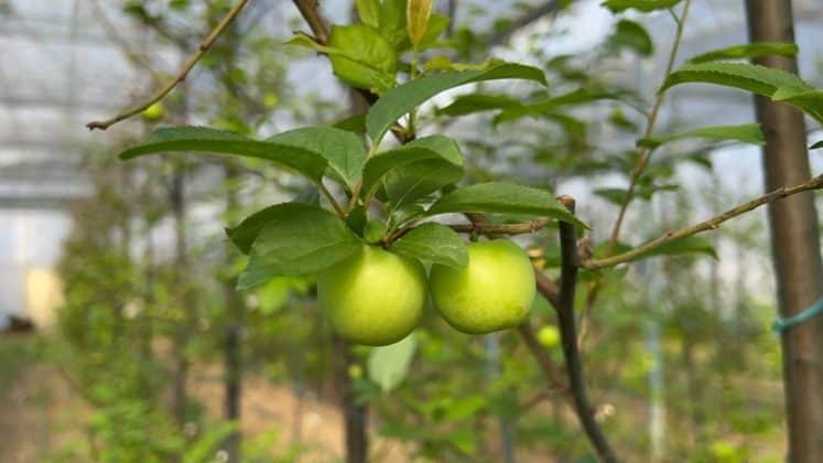 Tanesi 20 liraya satılıyor: Yıl boyunca bebek gibi bakıyorlar