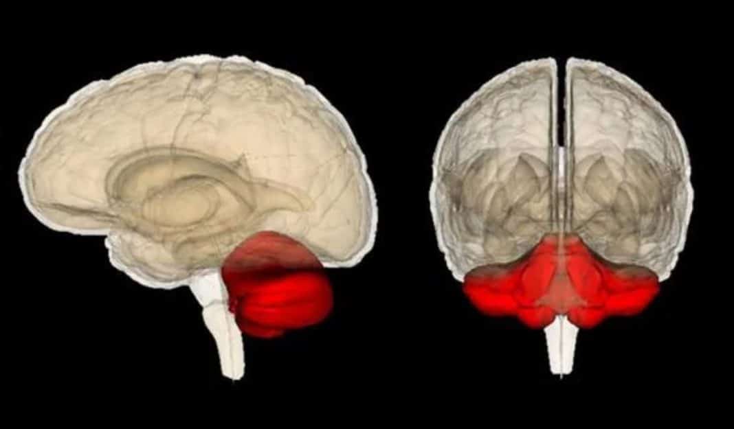 Beyinciğin yeni bir işlevi ortaya çıktı!