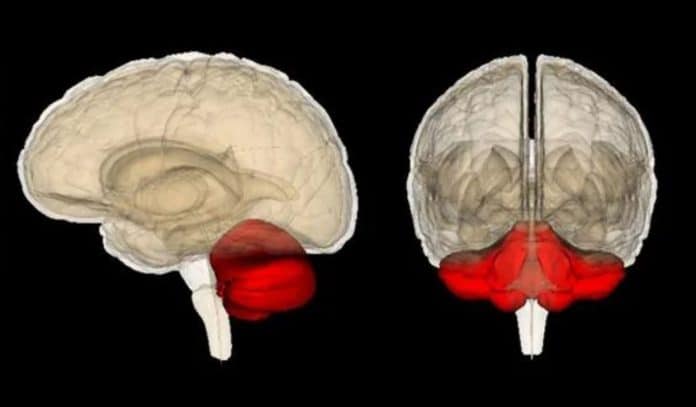 Beyinciğin yeni bir işlevi ortaya çıktı!