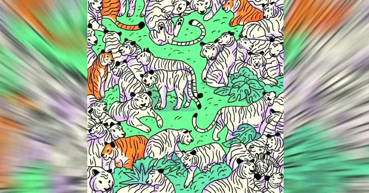 Kaplanlar arasındaki zebra nerede?