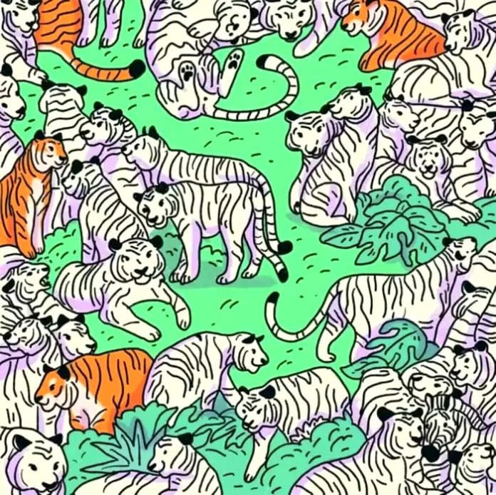 Kaplanlar arasındaki zebra nerede?