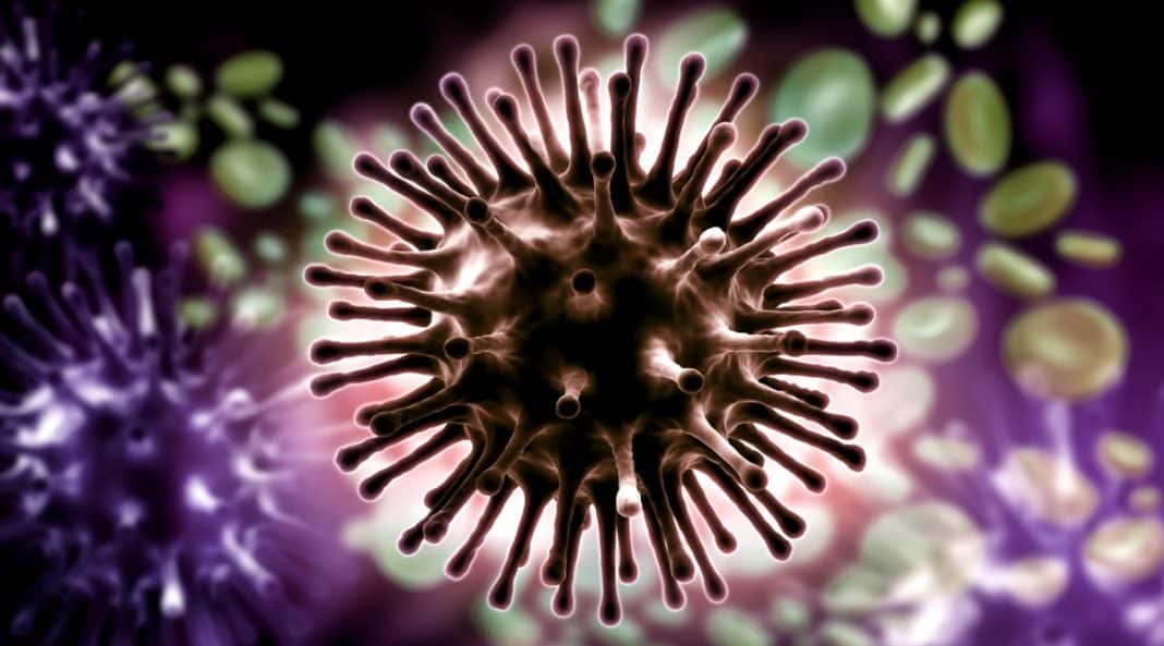 Domuz gribinin 8 belirtisine dikkat! - İndigo Dergisi