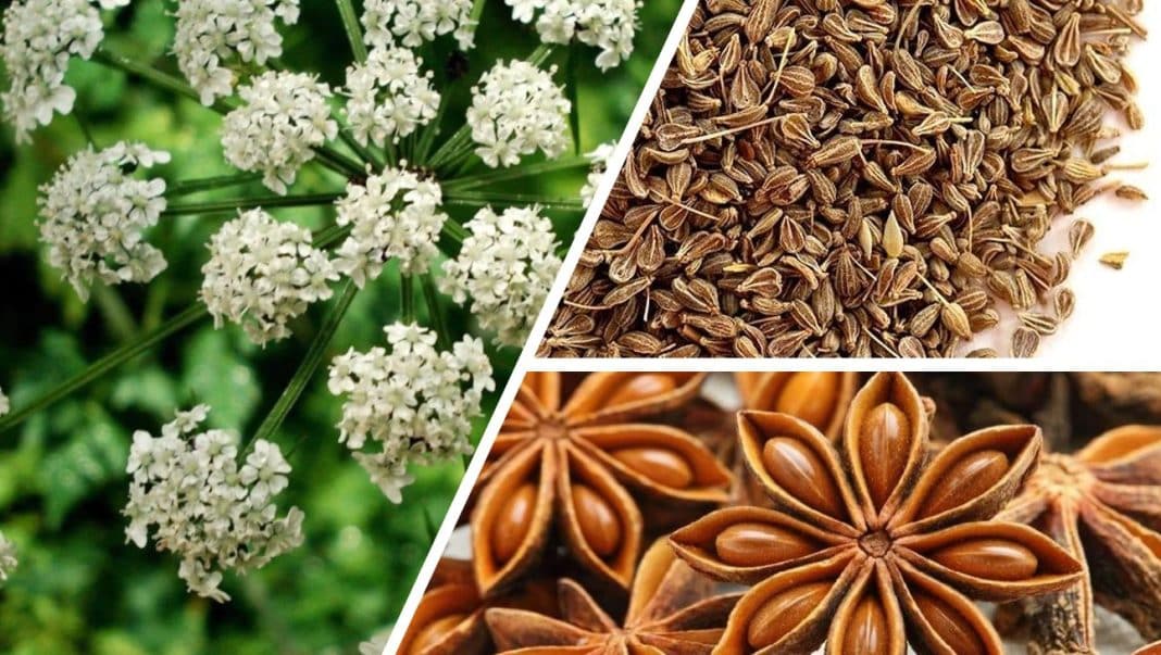 Şifalı bitki anasonu kullanırken dikkat! - İndigo Dergisi